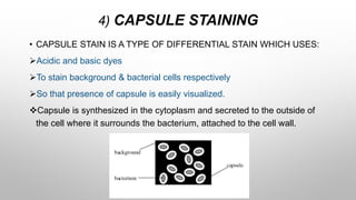 Staining techniques of Microorganisms | PPT