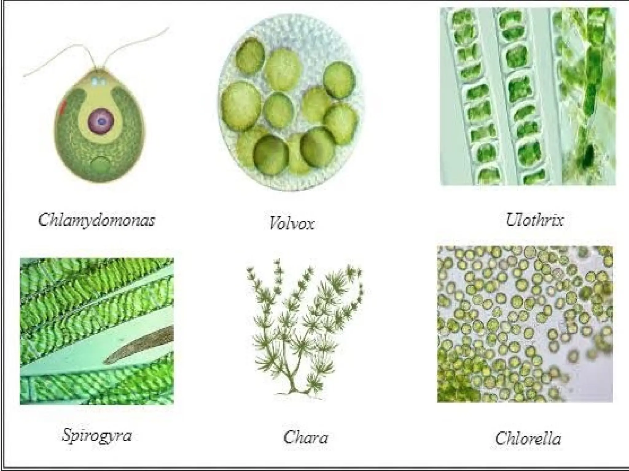 MORPHOLOGICAL CHARACTERS AND MODES OF REPRODUCTION OF ALGAE | PPT