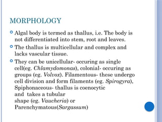MORPHOLOGICAL CHARACTERS AND MODES OF REPRODUCTION OF ALGAE | PPTX