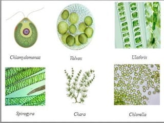 MORPHOLOGICAL CHARACTERS AND MODES OF REPRODUCTION OF ALGAE | PPT