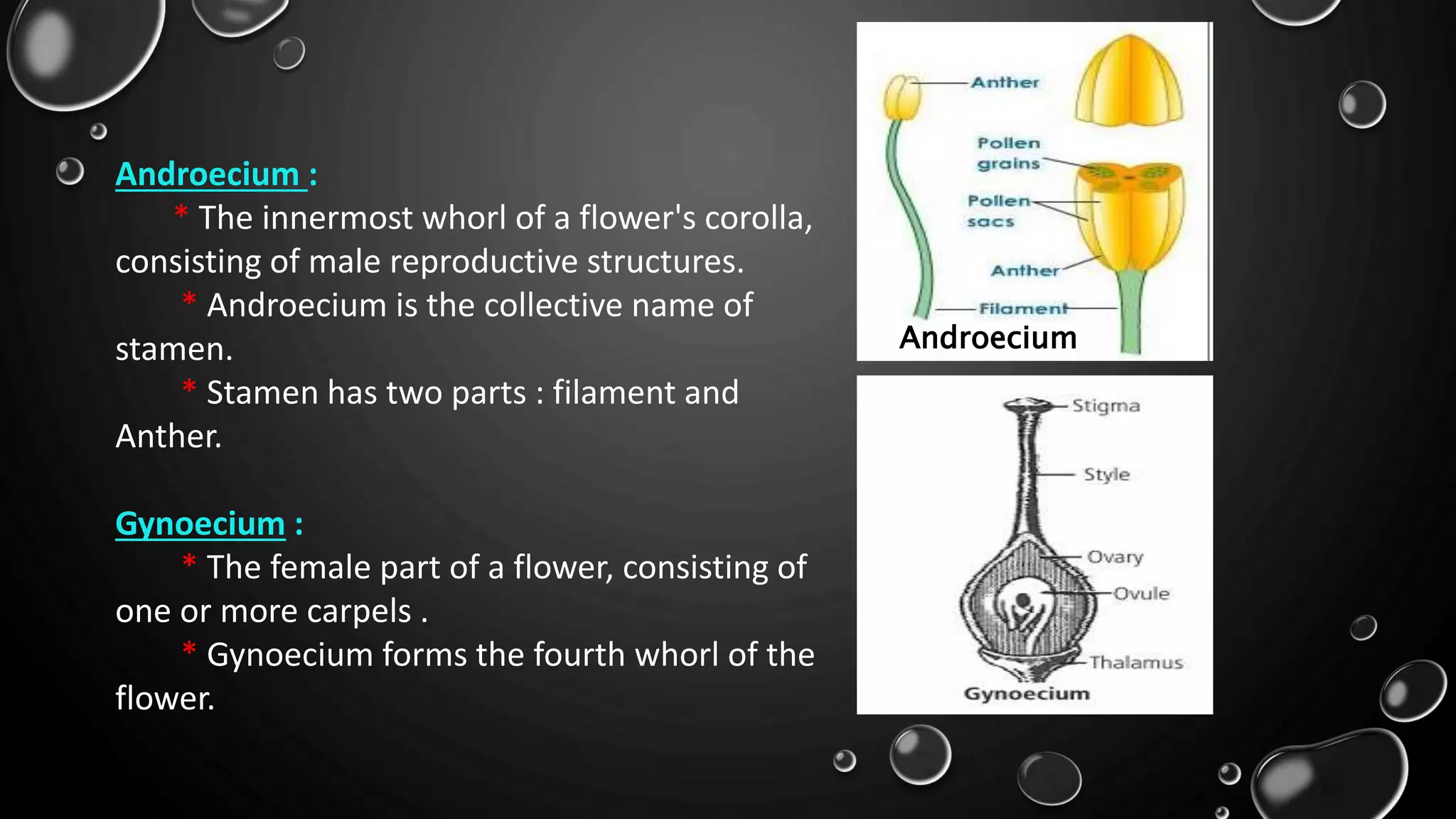 Morphological characters of flower | PPTX