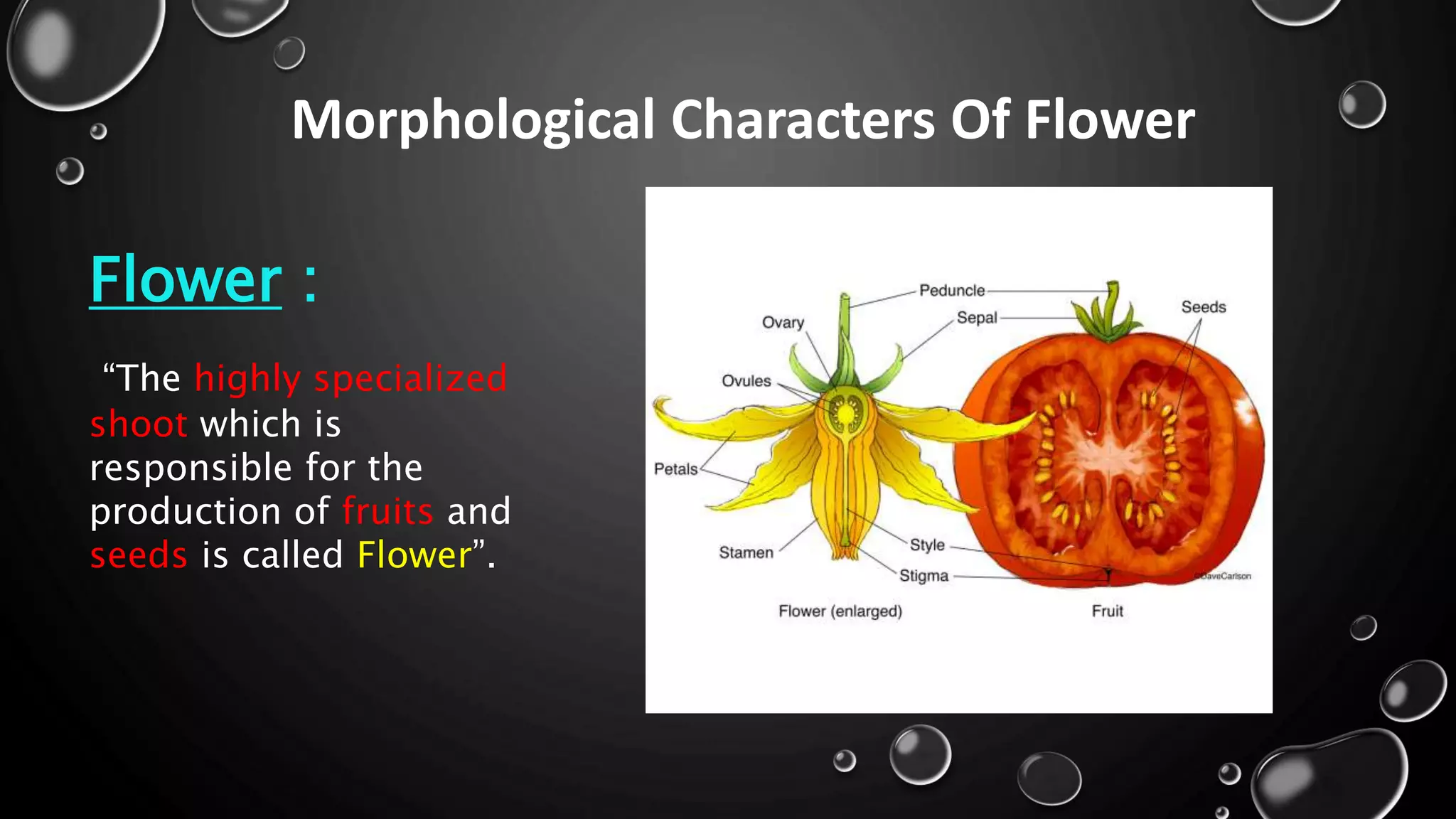 Morphological characters of flower | PPTX
