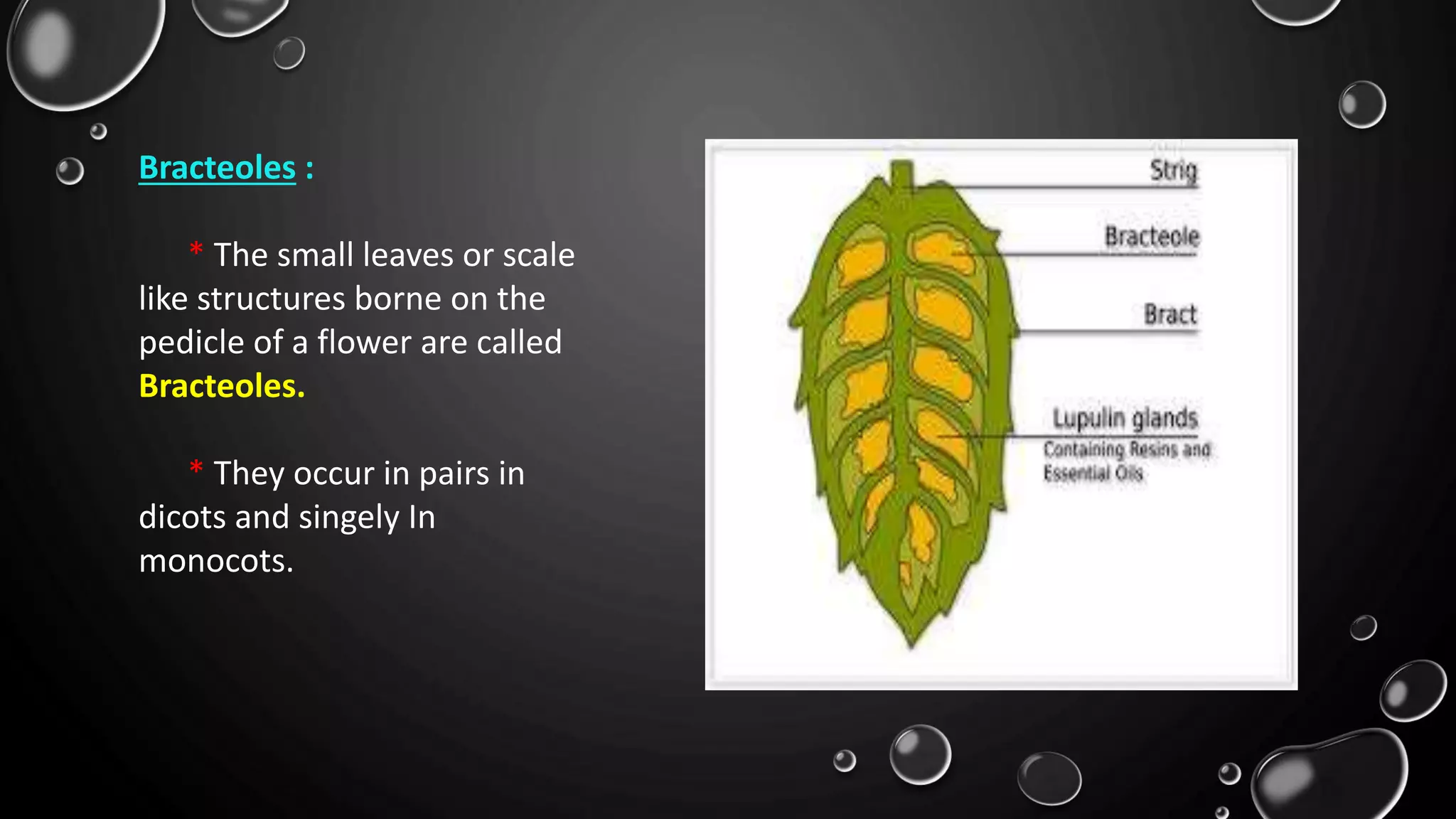 Morphological characters of flower | PPTX