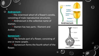 Morphological characters of flower | PPTX