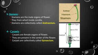 Morphological characters of flower | PPTX