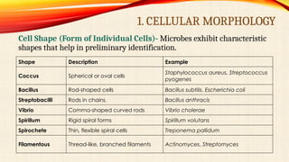 Morphological Charactrization Of Microbes by Vanshika[1].pptx