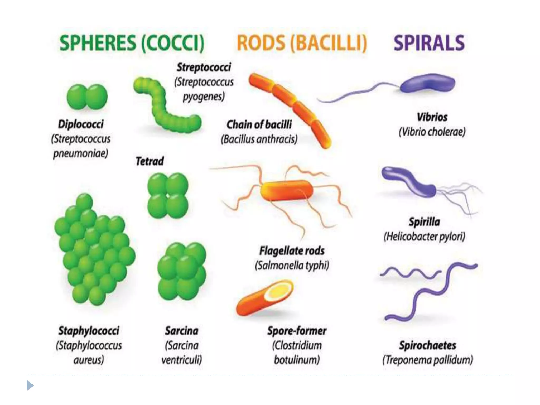 Morphological classification of bacteria | PPTX