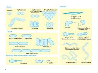 Morphological classification of bacteria | PPTX
