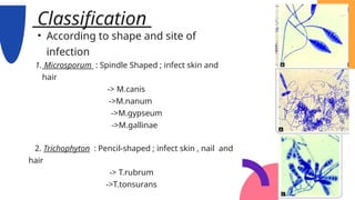 Morphological Classification Of Dermatophytes.pptx