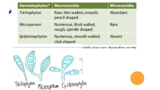Morphological Classification Of Dermatophytes.pptx