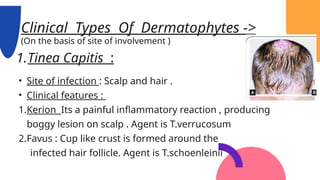 Morphological Classification Of Dermatophytes.pptx