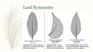 Morphological Classification of Plants | PPTX