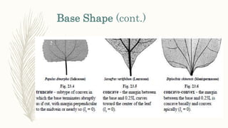 Morphological Classification of Plants | PPTX
