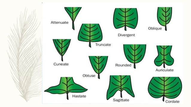 Morphological Classification of Plants | PPTX | Infertility ...