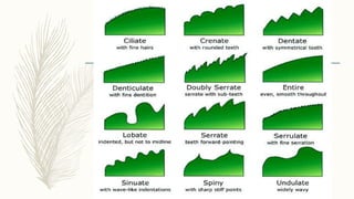 Morphological Classification of Plants | PPTX