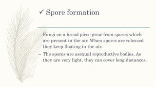 Morphological Classification of Plants | PPTX