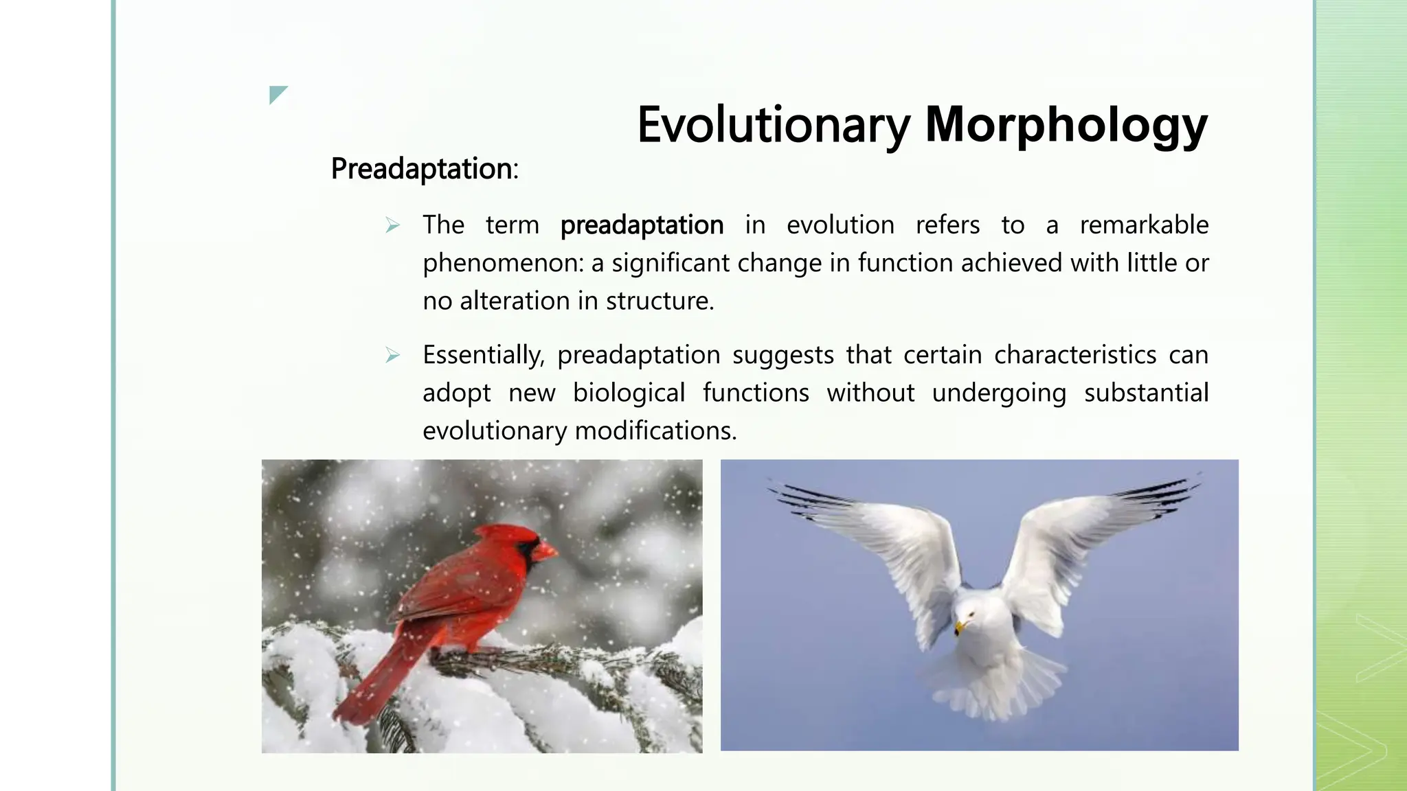 Morphological concepts in evolution involve the study of the physical forms and structures of ...