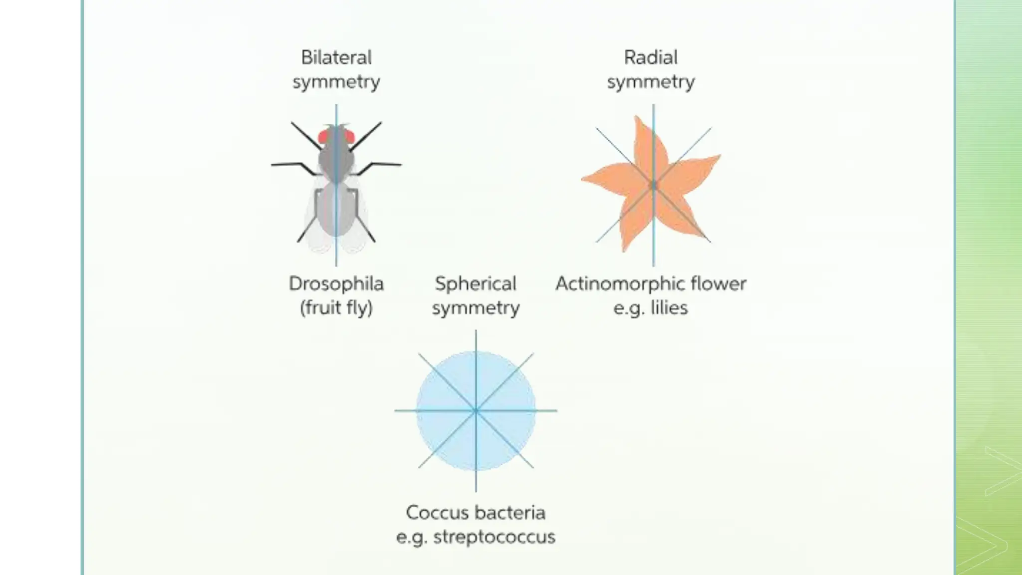 Morphological concepts in evolution involve the study of the physical ...