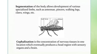 Morphological concepts in evolution - Sky Lawa-an | PPTX