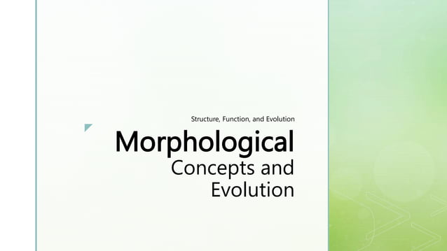 Morphological concepts in evolution involve the study of the physical forms and structures of ...