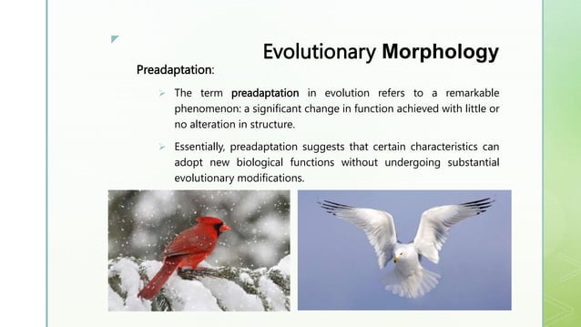 Morphological concepts in evolution involve the study of the physical ...
