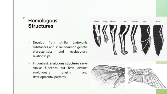 Morphological concepts in evolution involve the study of the physical forms and structures of ...