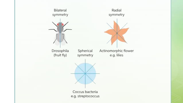 Morphological concepts in evolution involve the study of the physical ...