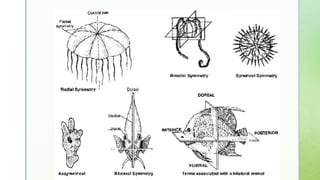 Morphological concepts in evolution involve the study of the physical ...