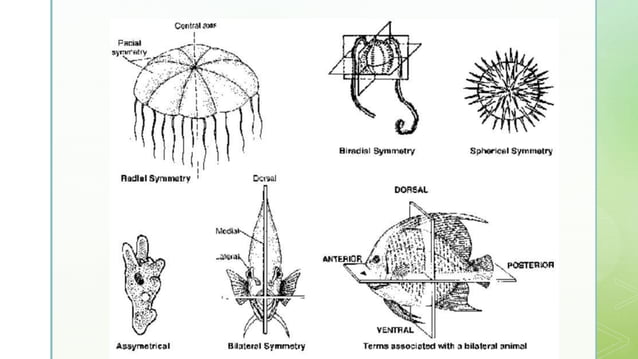 Morphological concepts in evolution involve the study of the physical ...