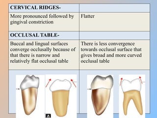 Morphological difference between primary and permanent teeth final.pptx