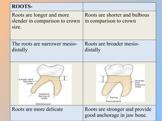 Morphological difference between primary and permanent teeth final.pptx