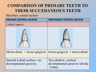 Morphological difference between primary and permanent teeth final.pptx