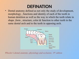 Morphological difference between primary and permanent teeth final.pptx