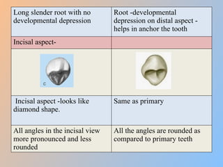 Morphological difference between primary and permanent teeth final.pptx