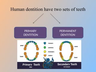 Morphological difference between primary and permanent teeth final.pptx