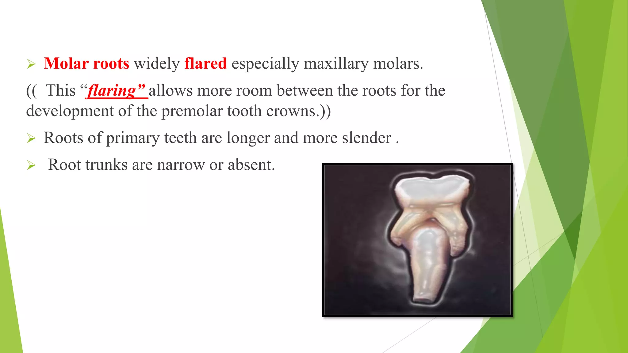 Morphological Differences Between Primary And Permanent Teeth 2016.pptx