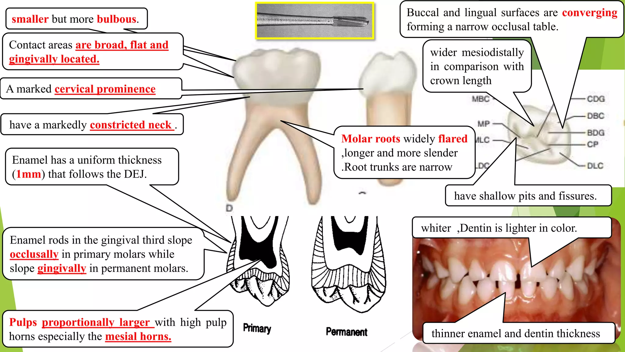 Morphological Differences Between Primary And Permanent Teeth 2016.pptx