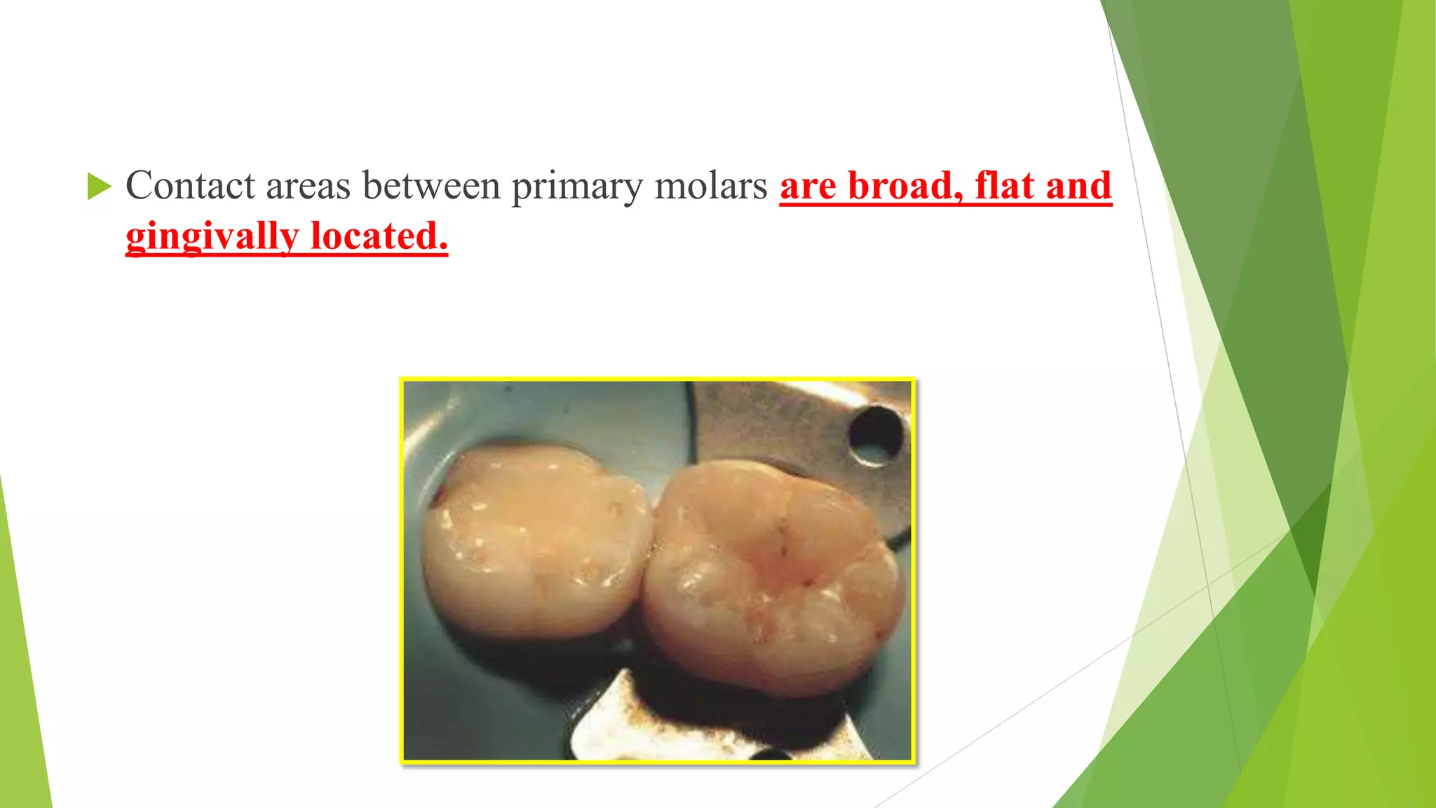 Morphological Differences Between Primary And Permanent Teeth 2016.pptx