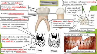 Morphological Differences Between Primary And Permanent Teeth 2016.pptx