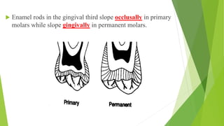 Morphological Differences Between Primary And Permanent Teeth 2016.pptx
