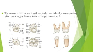 Morphological Differences Between Primary And Permanent Teeth 2016.pptx