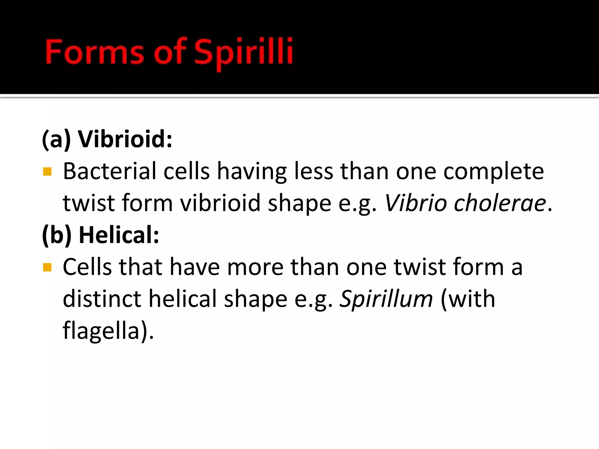Morphological diversity of microbes | PPTX