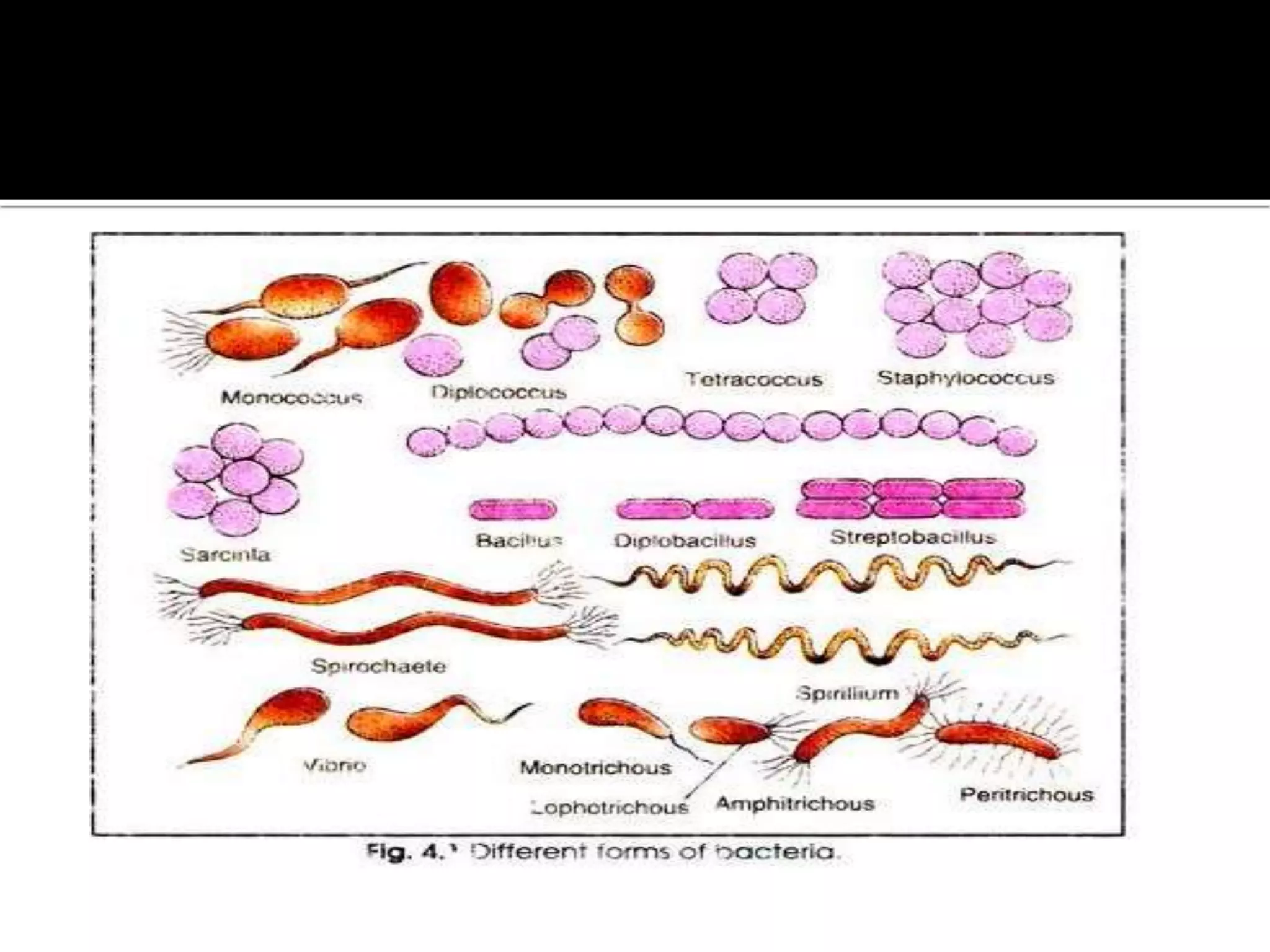 Morphological diversity of microbes | PPTX