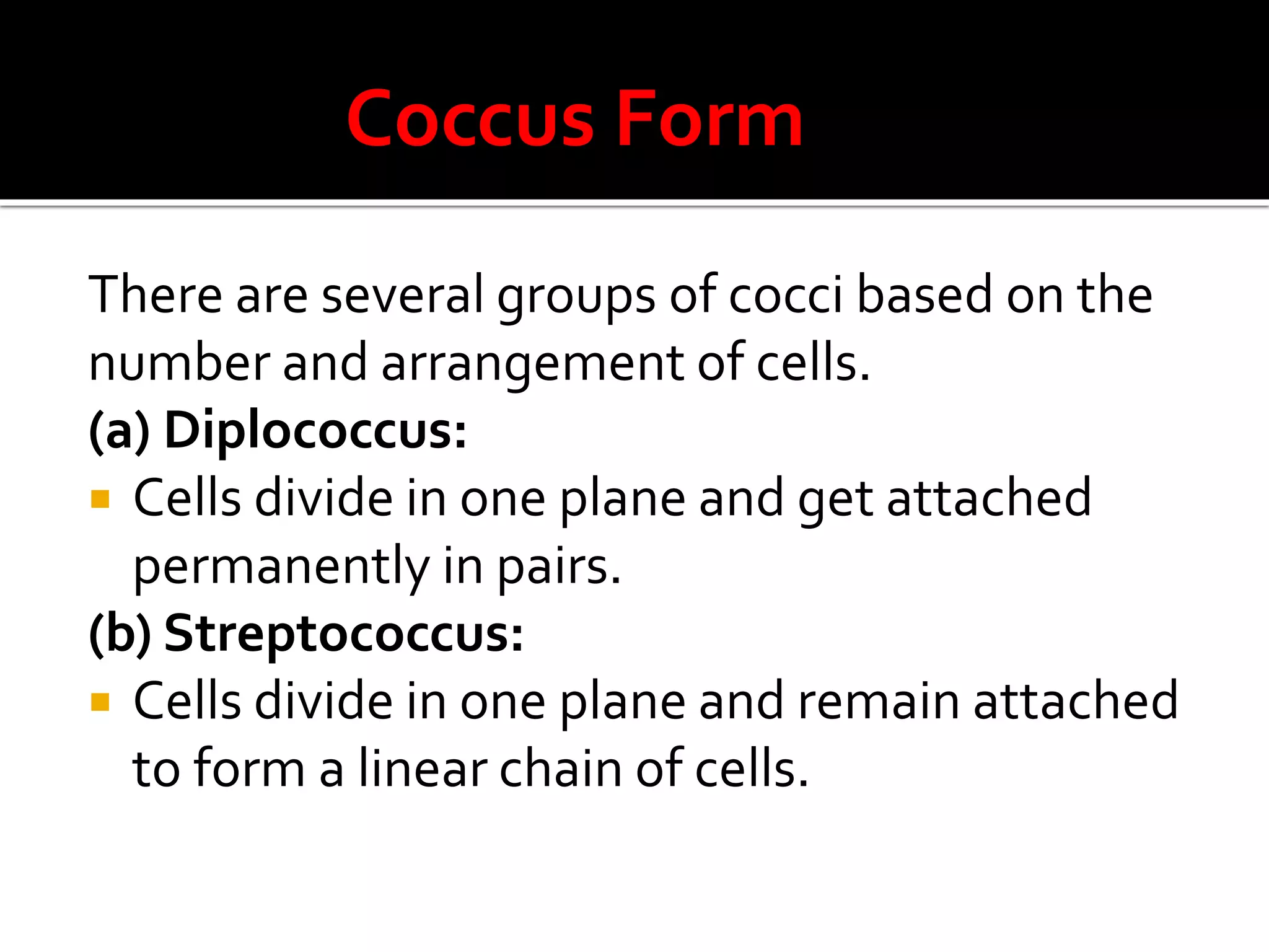 Morphological diversity of microbes | PPTX