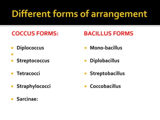 Morphological diversity of microbes | PPT