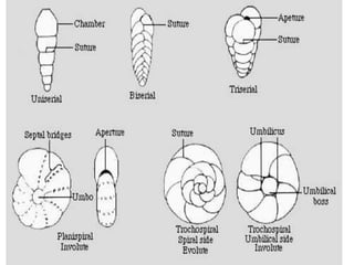 Foraminifera Labeled Diagram