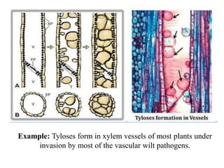 Morphological Resistance of Plants against plant pathogens.pptx