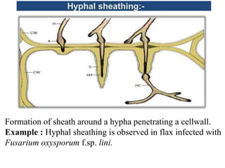 Morphological Resistance of Plants against plant pathogens.pptx
