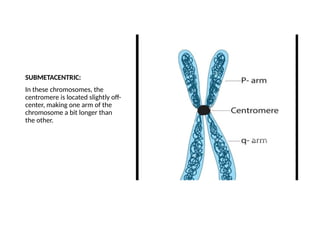 Morphology of chromosomes structure,shape | PPTX