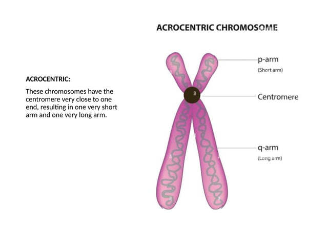 Morphology of chromosomes structure,shape | PPTX